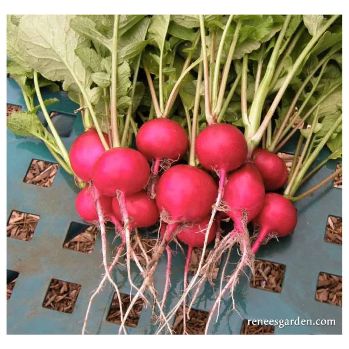 Plants, Seeds & Bulbs, Seeds, Vegetable Seeds > Radish, German Giant ...