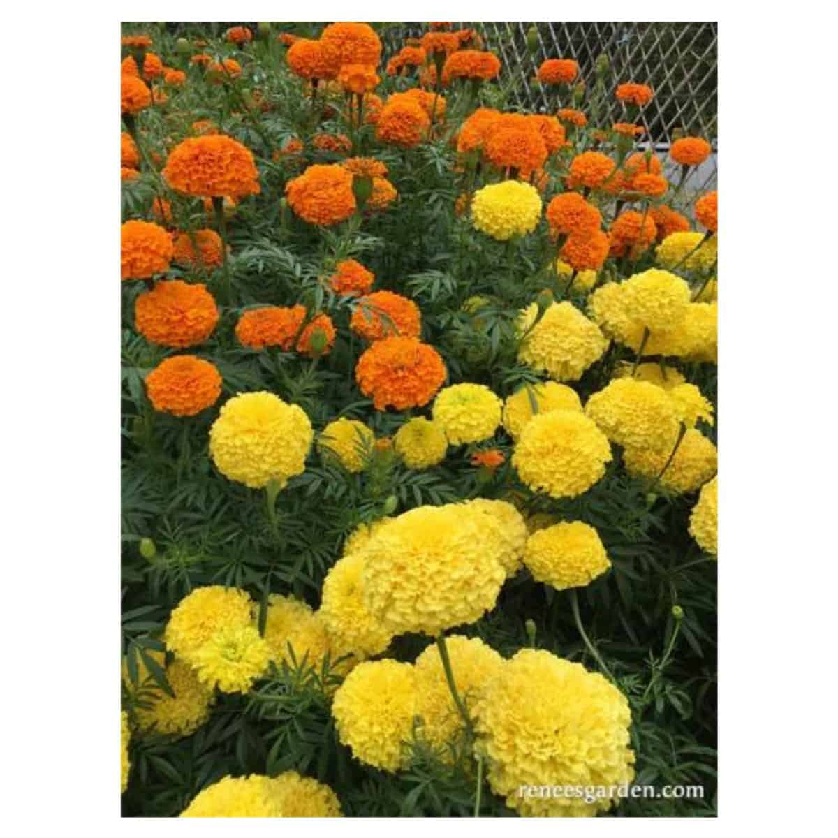 Flower Seeds, Plants, Seeds & Bulbs > Marigold, African Giant Bouquet ...
