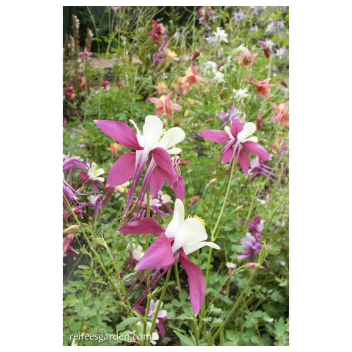 Flower Seeds, Seeds, Plants, Seeds & Bulbs > Columbine, Mrs. Scott ...