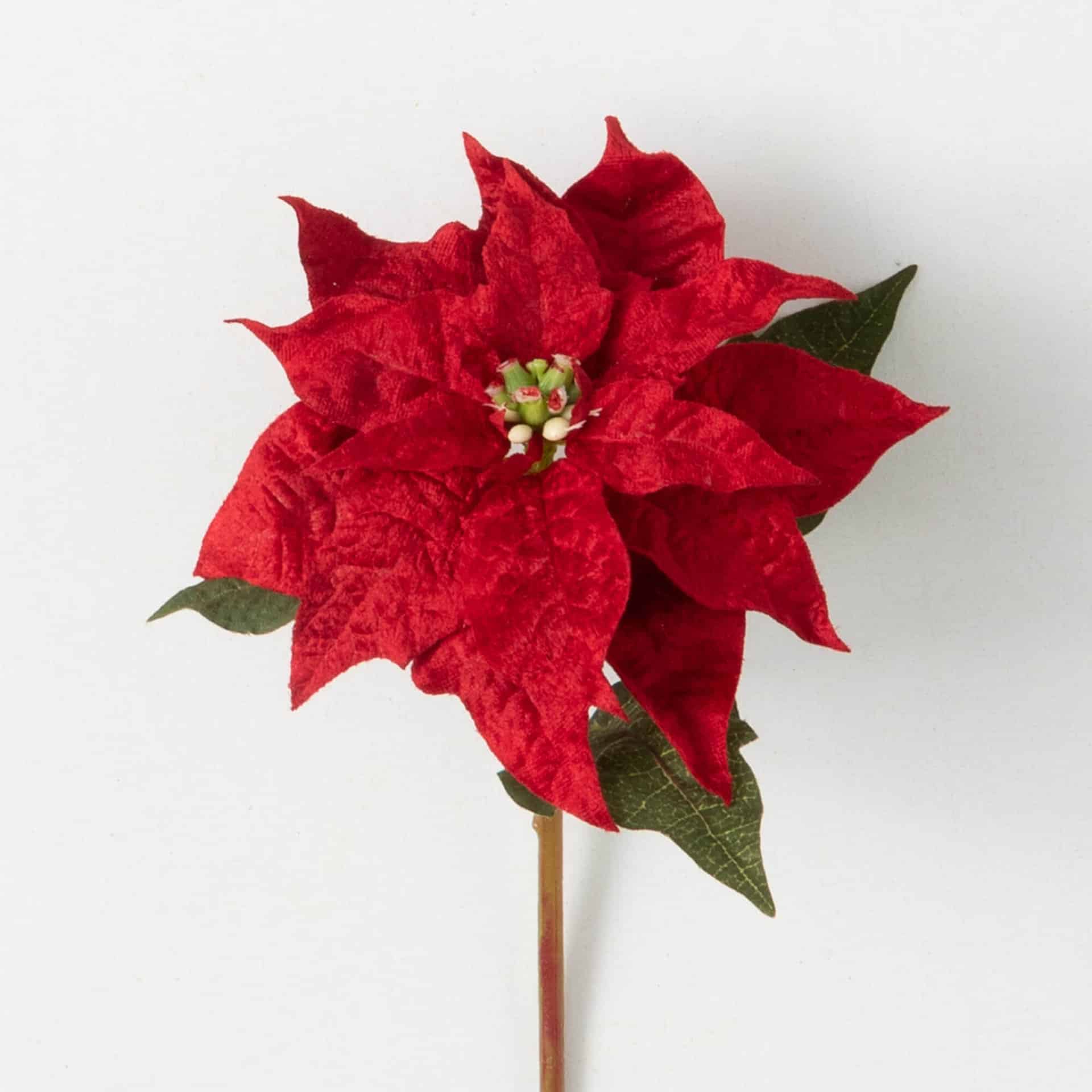 > Poinsettia Stem, Red - The Garden Mill