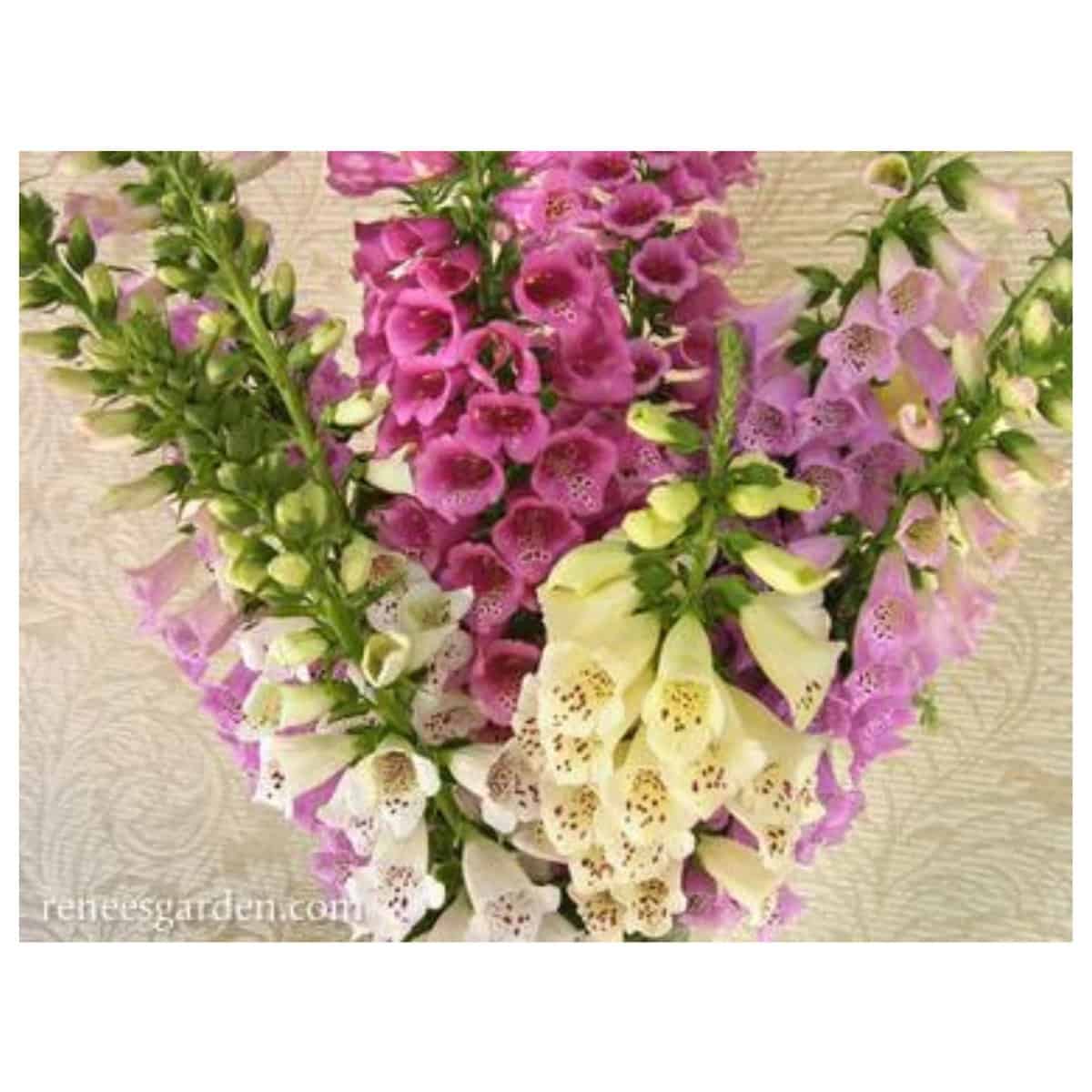 Flower Seeds, Seeds, Plants, Seeds & Bulbs > Foxglove, Carousel Mix ...