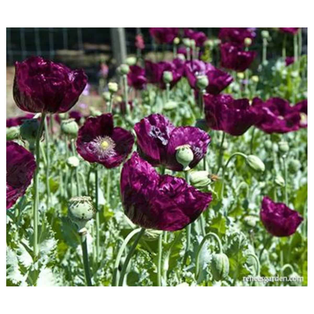 Flower Seeds, Plants, Seeds & Bulbs, Seeds > Poppy, Heirloom, Lauren's ...