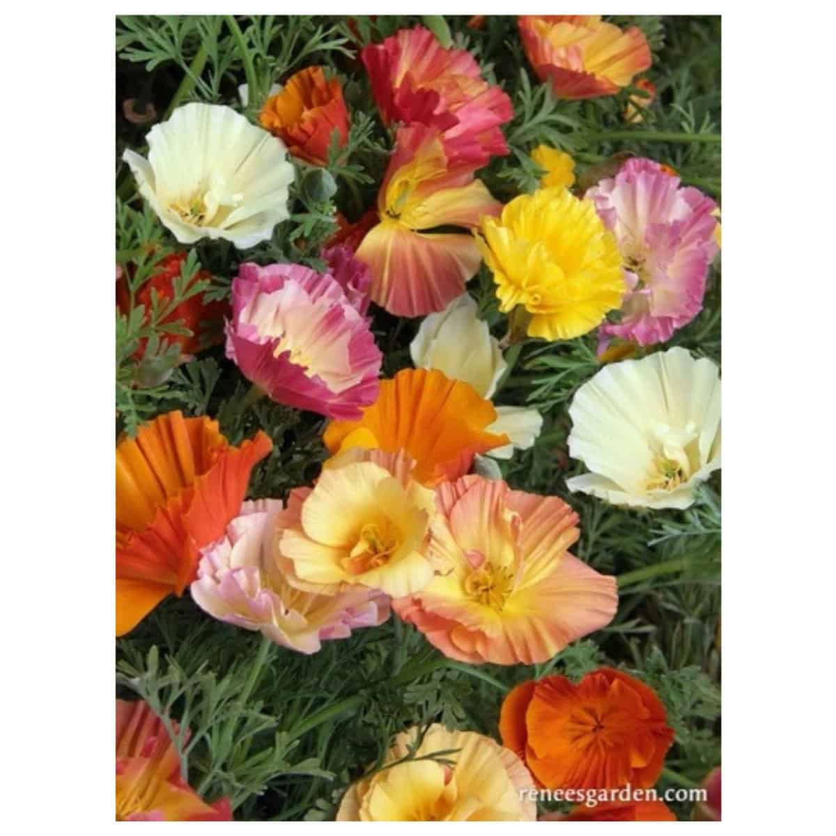 Flower Seeds, Plants, Seeds & Bulbs, Seeds > Poppy, California, Dancing ...