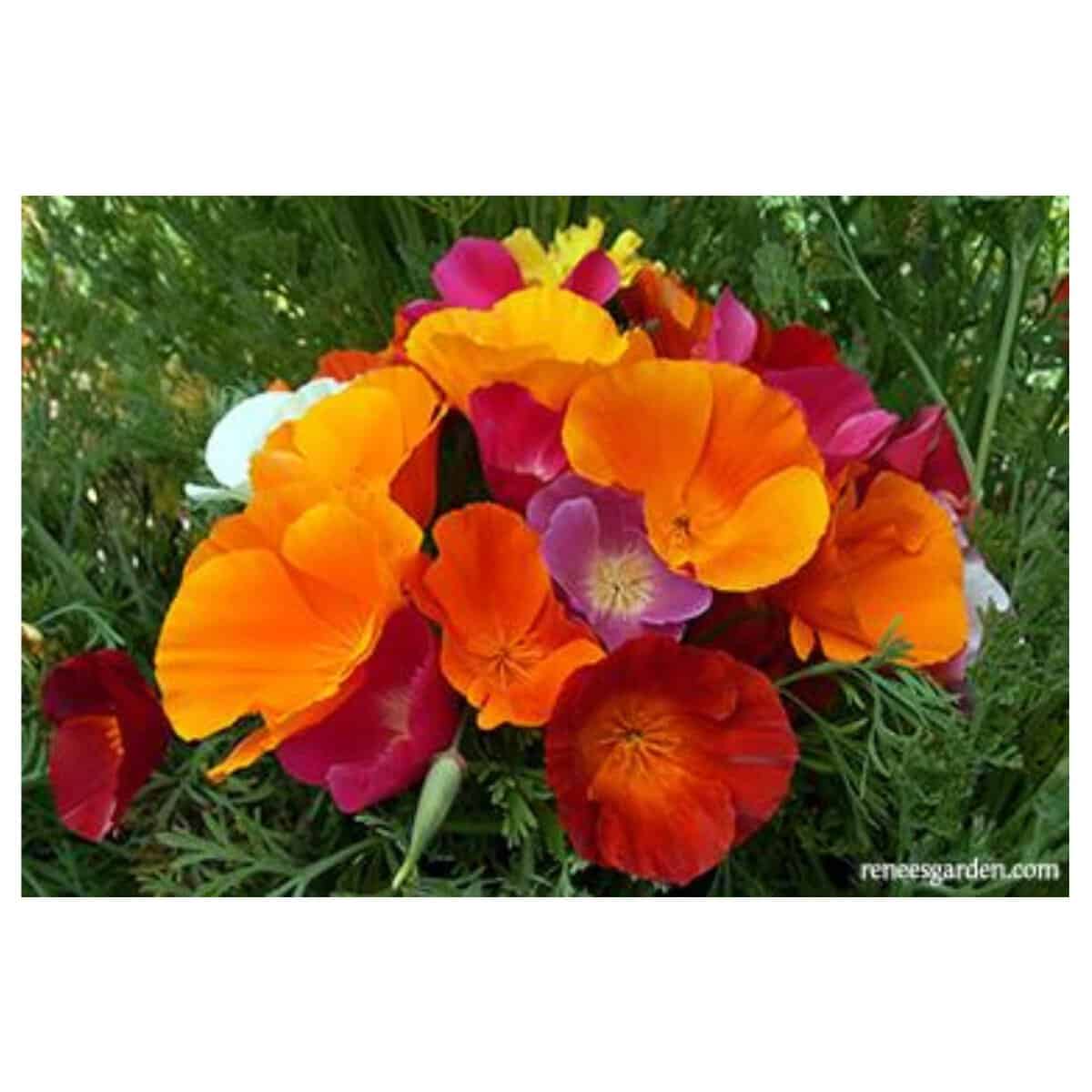 Flower Seeds, Plants, Seeds & Bulbs, Seeds > Poppy, California ...