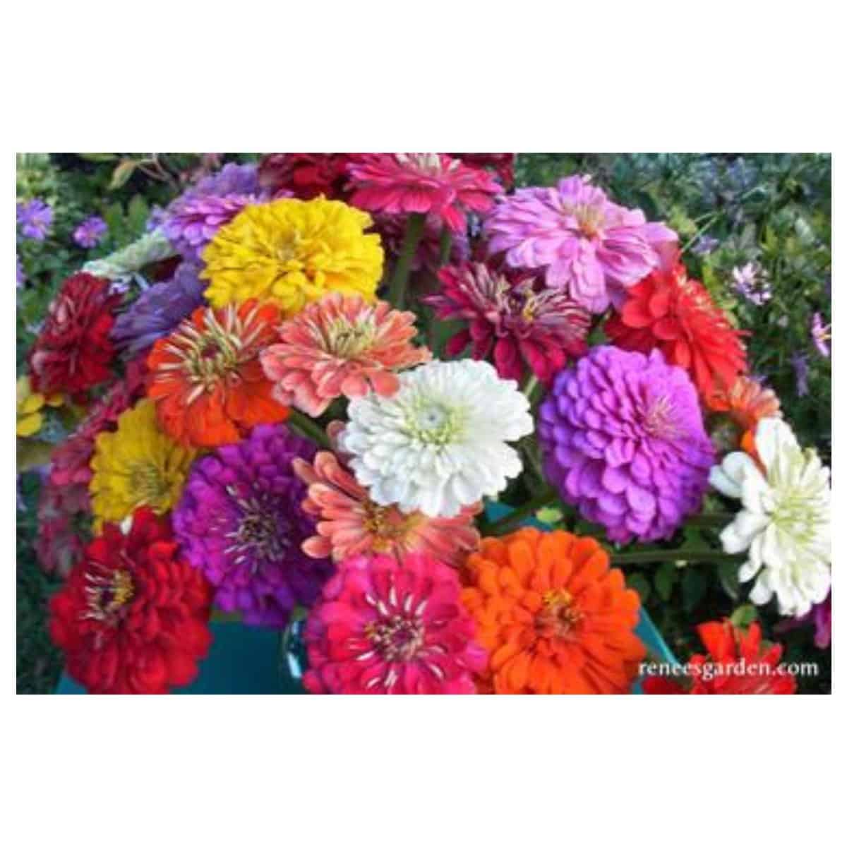 Zinnia Flower Bouquet Buy Zinnia Elegans 'Queeny Mixed' | Youth And