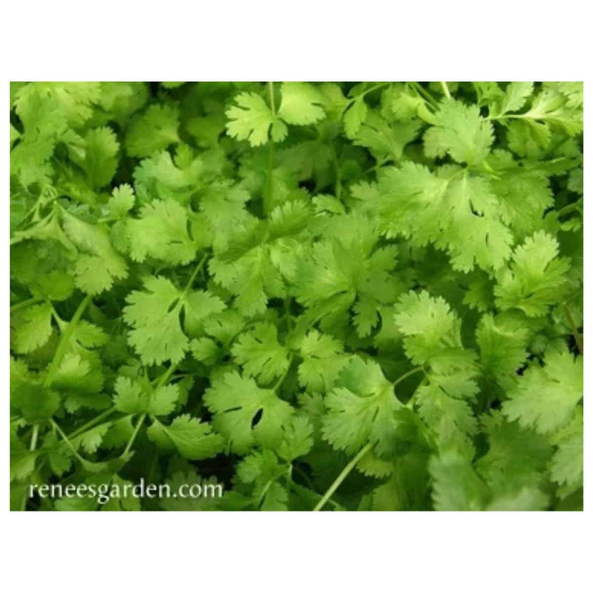 Herb Seeds, Plants, Seeds & Bulbs, Seeds > Cilantro, Slow-Bolt - The ...
