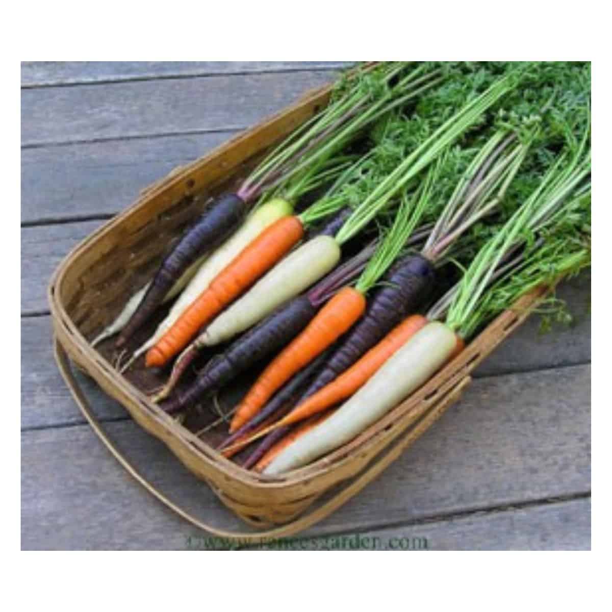 Plants, Seeds & Bulbs, Seeds, Vegetable Seeds > Carrot, Circus Circus ...