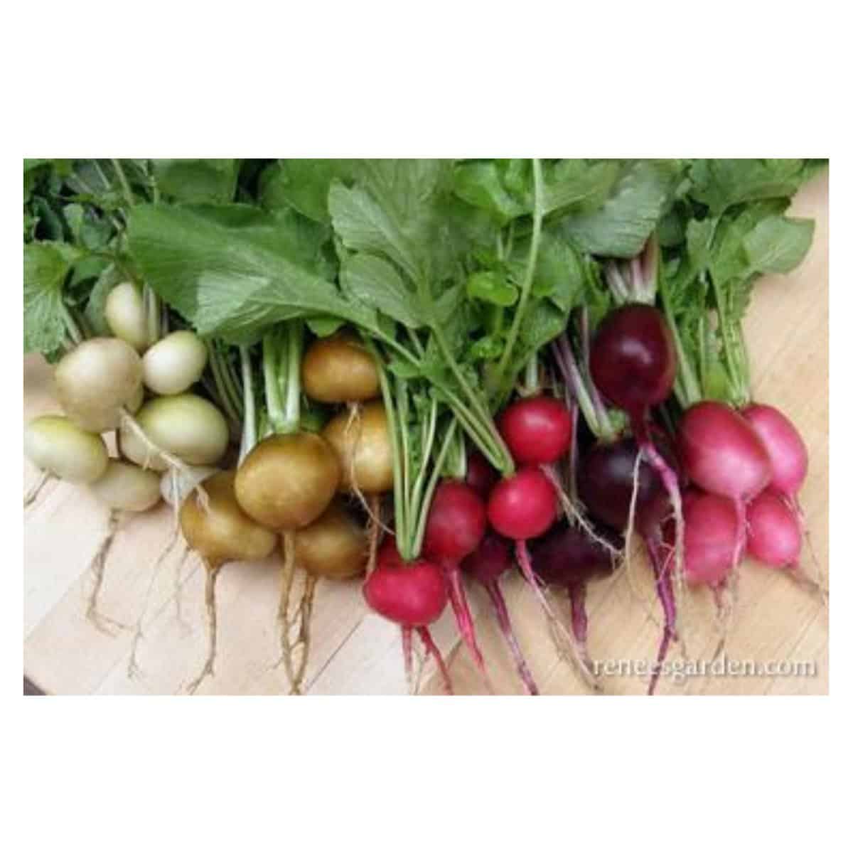 Seeds, Vegetable Seeds, Plants, Seeds & Bulbs > Radish, Five Color ...