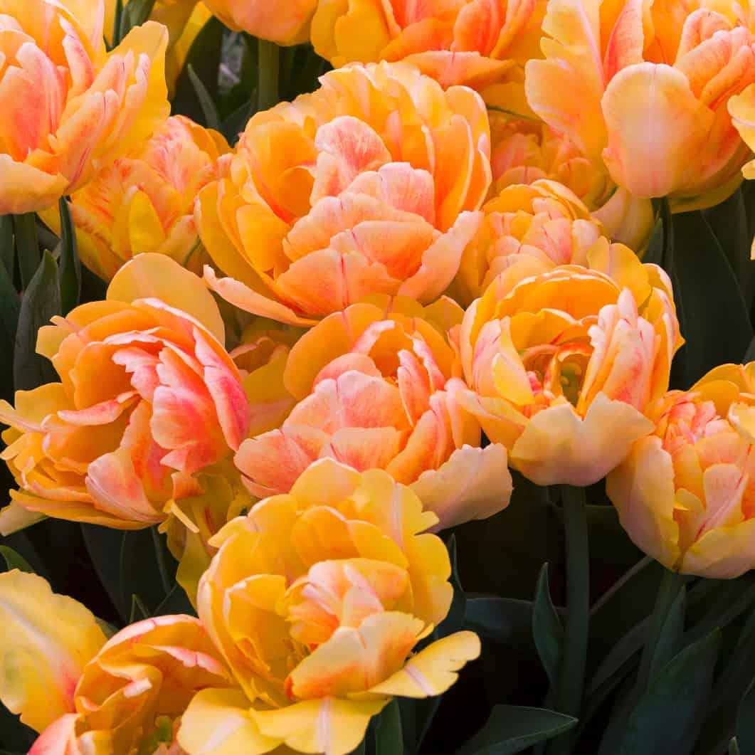 Garden Tools & Supplies | Seeds & Bulbs | Bird Feeding | Indoor and ...