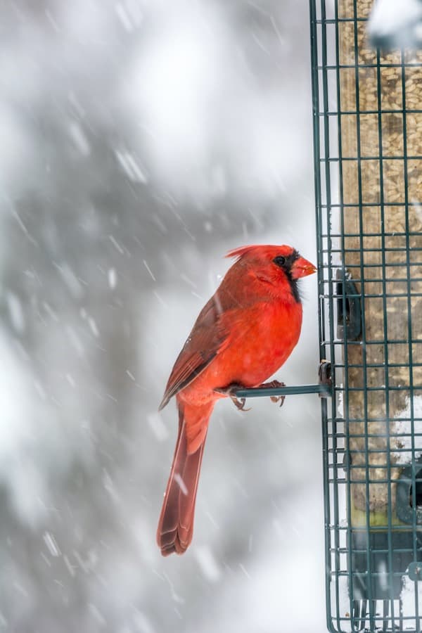Gardeners, Start Your Seeds! - The Garden Mill